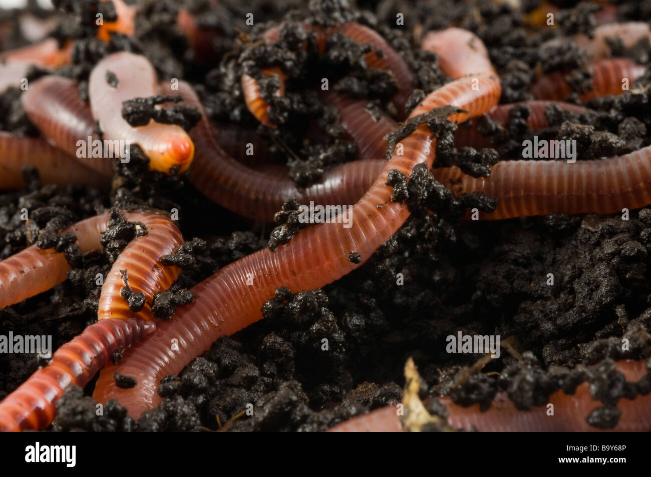 Earth worms in the earth Stock Photo - Alamy