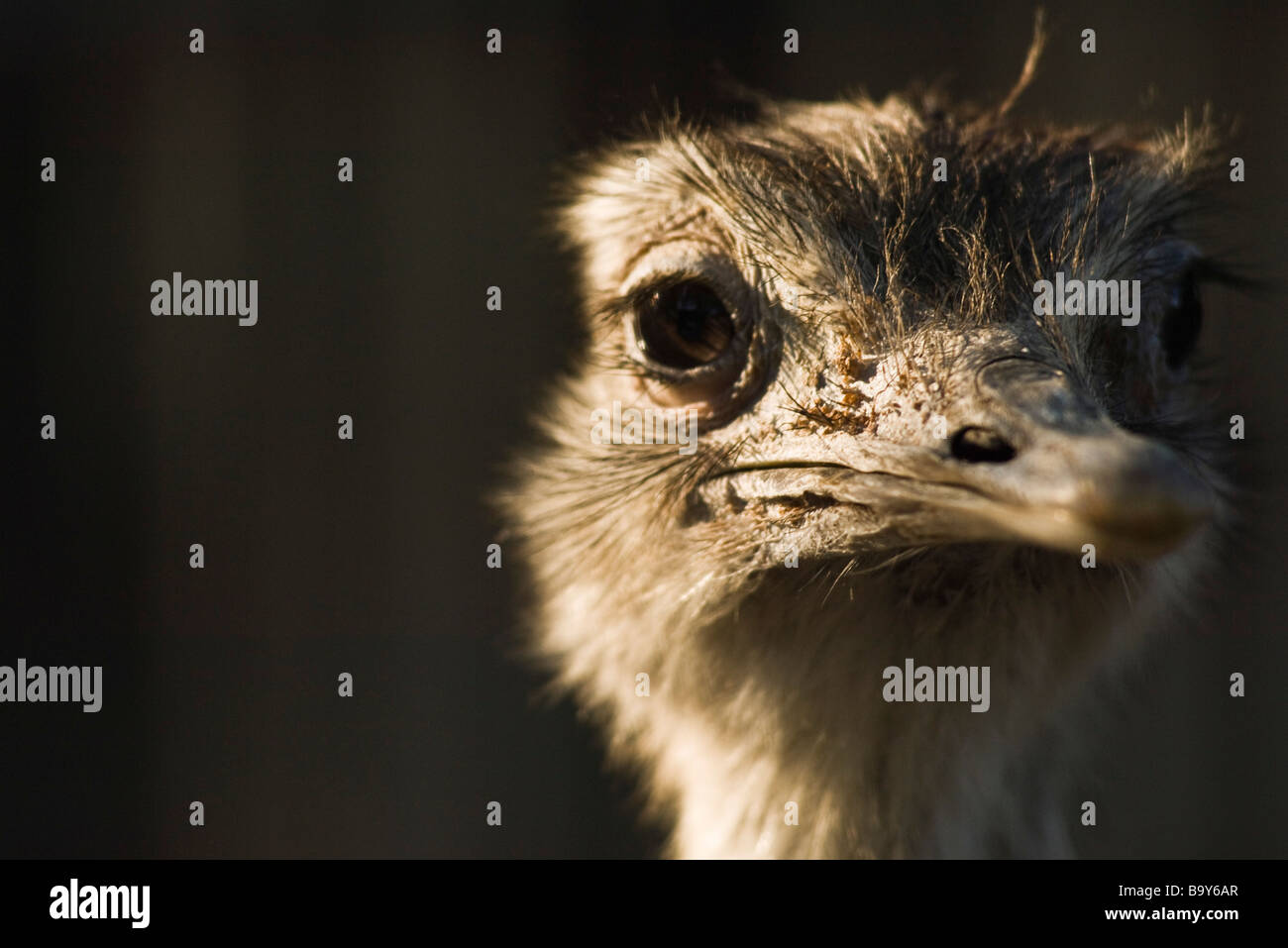 Three rheas hi-res stock photography and images - Alamy