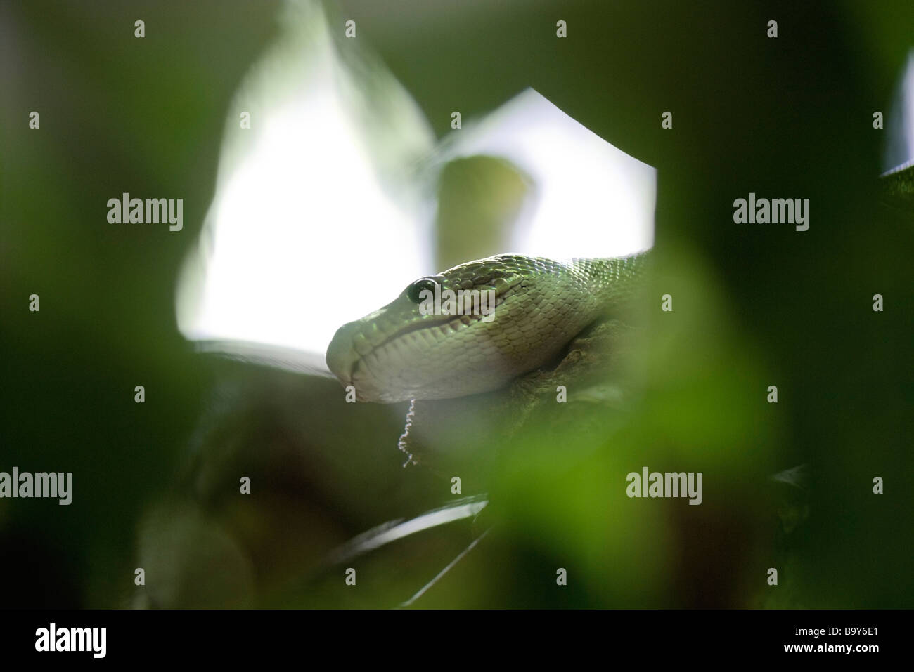 Head of snake hidden in foliage Stock Photo - Alamy