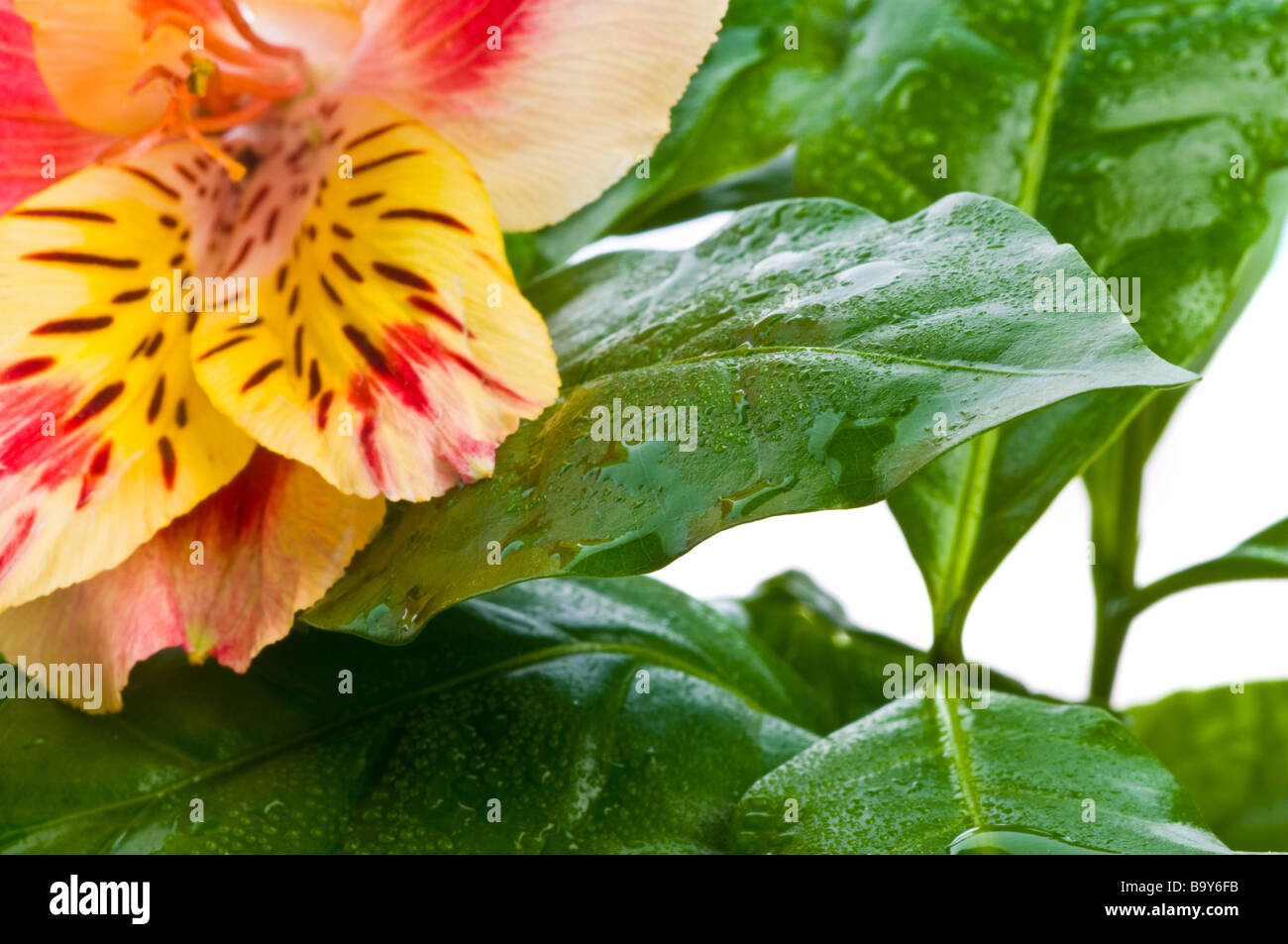 fresh Camomile flower and leaves Stock Photo - Alamy