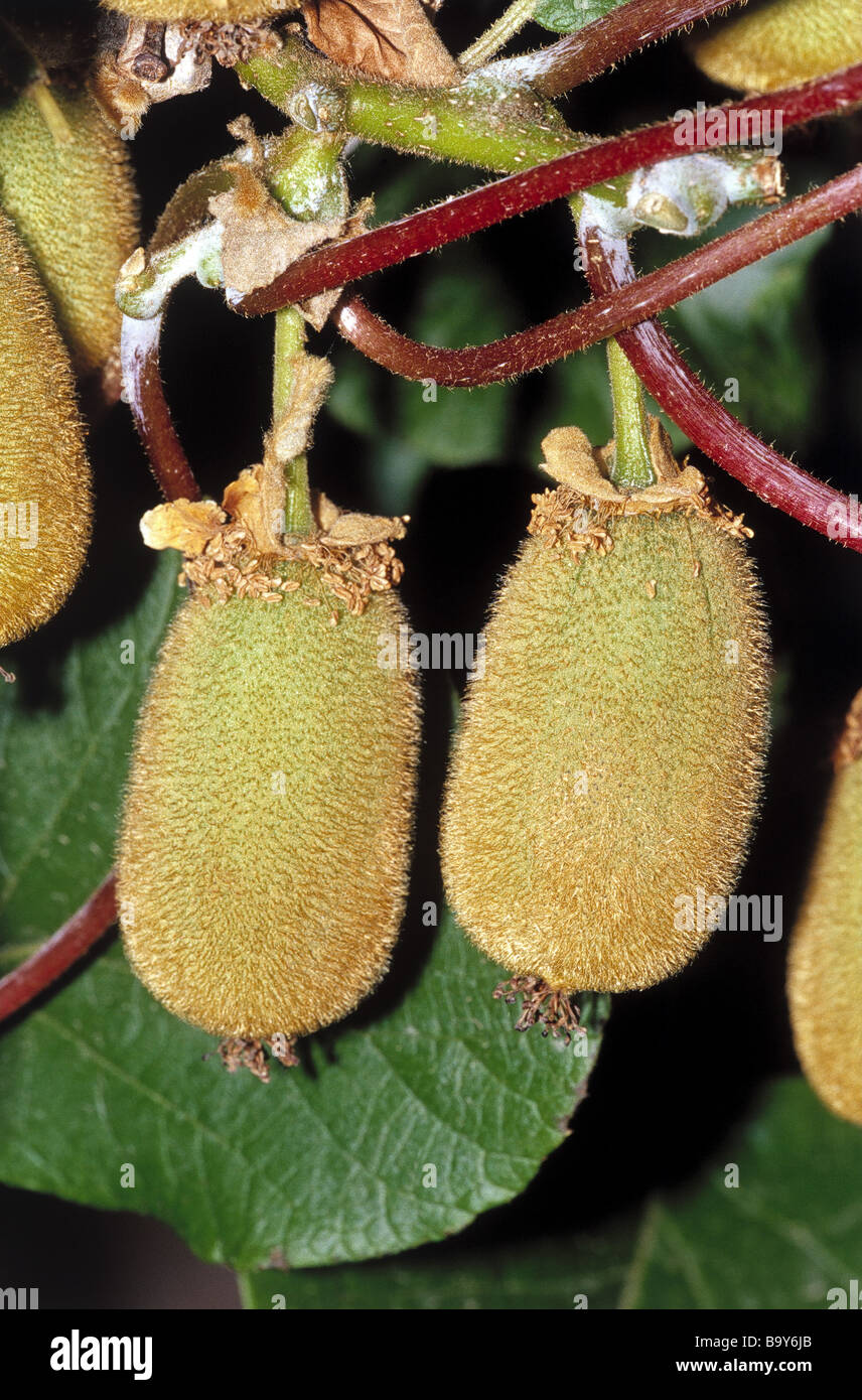C chinensis hi-res stock photography and images - Alamy