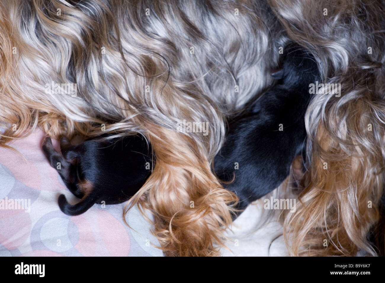 newborn yorkshire terrier puppies under theirs mom Stock Photo - Alamy
