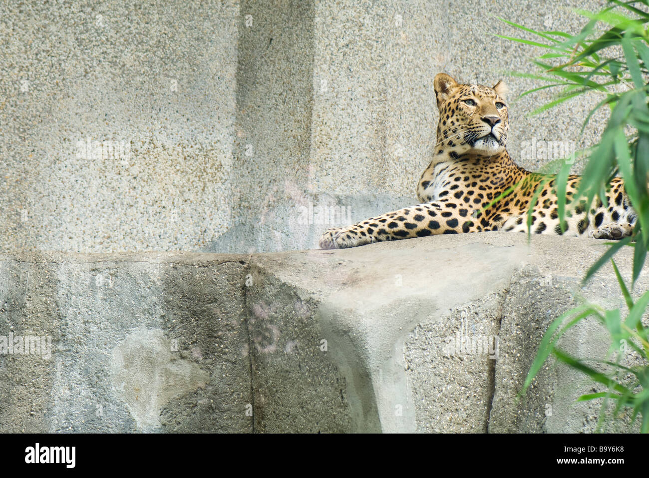Amur leopard (Panthera pardus orientalis Stock Photo - Alamy