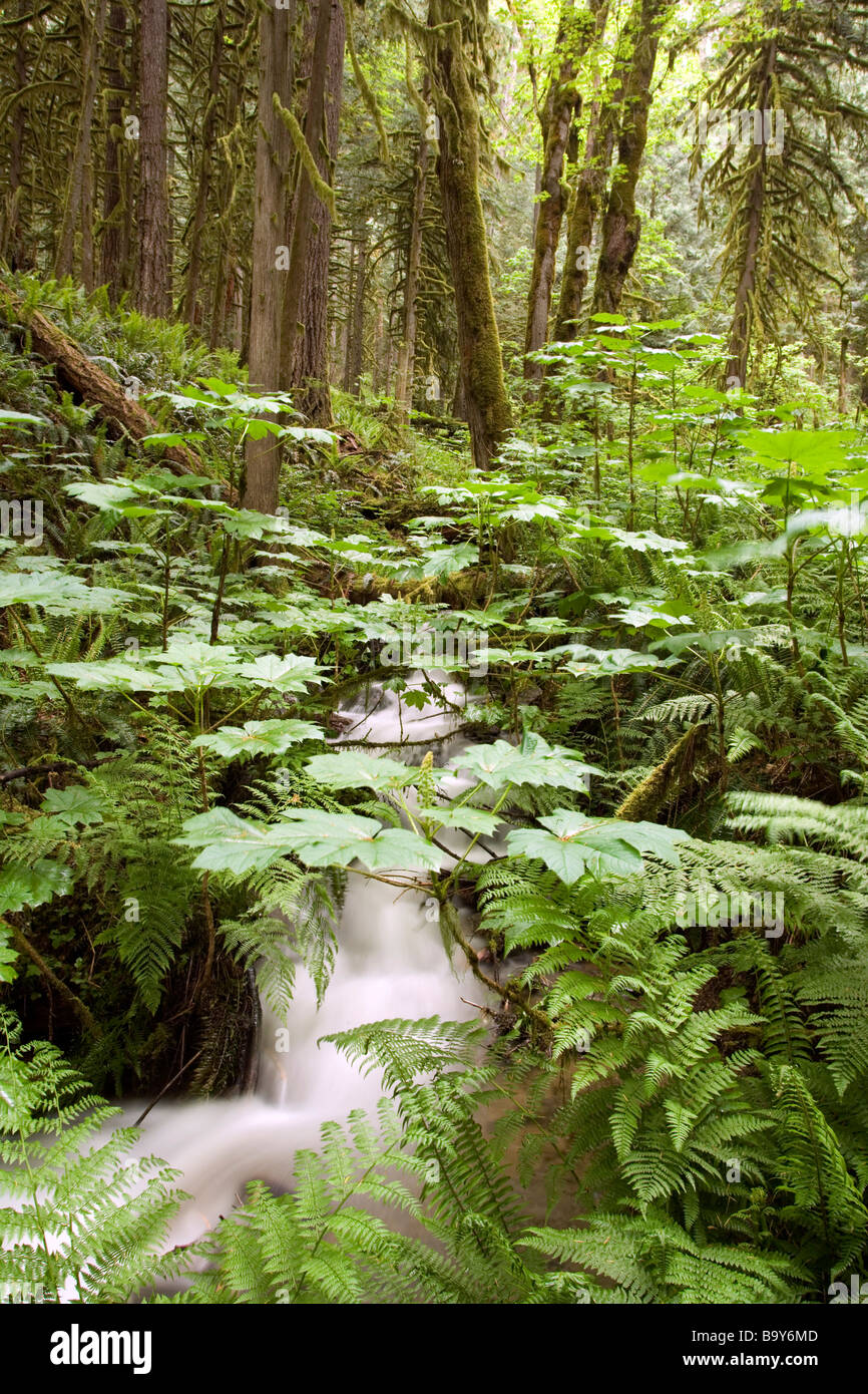 Stream in Rockport State Park, Washington Stock Photo - Alamy