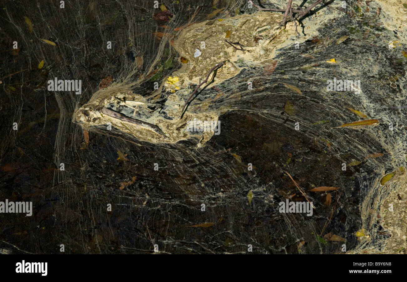 Pollen floating on water Stock Photo - Alamy