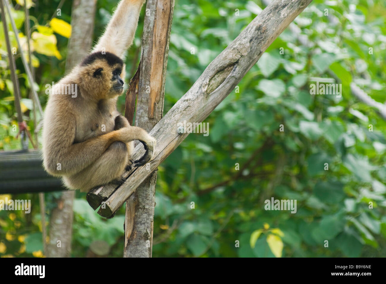 Gibbon watching hi-res stock photography and images - Alamy