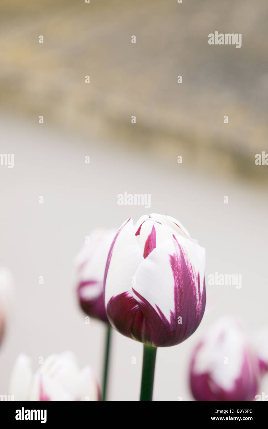 Tulip zurel hi-res stock photography and images - Alamy