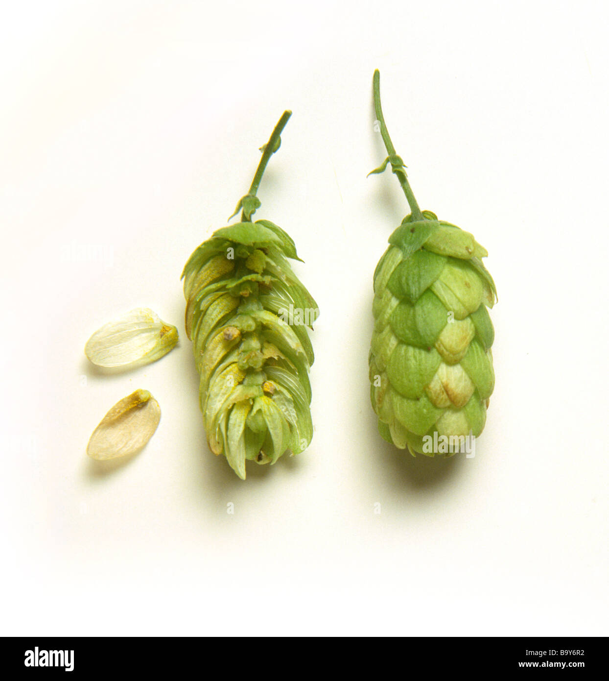 Hop flower hi-res stock photography and images - Alamy