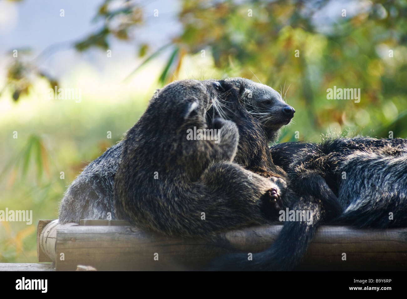 Group of binturong (Arctictis binturong) lying together Stock Photo - Alamy