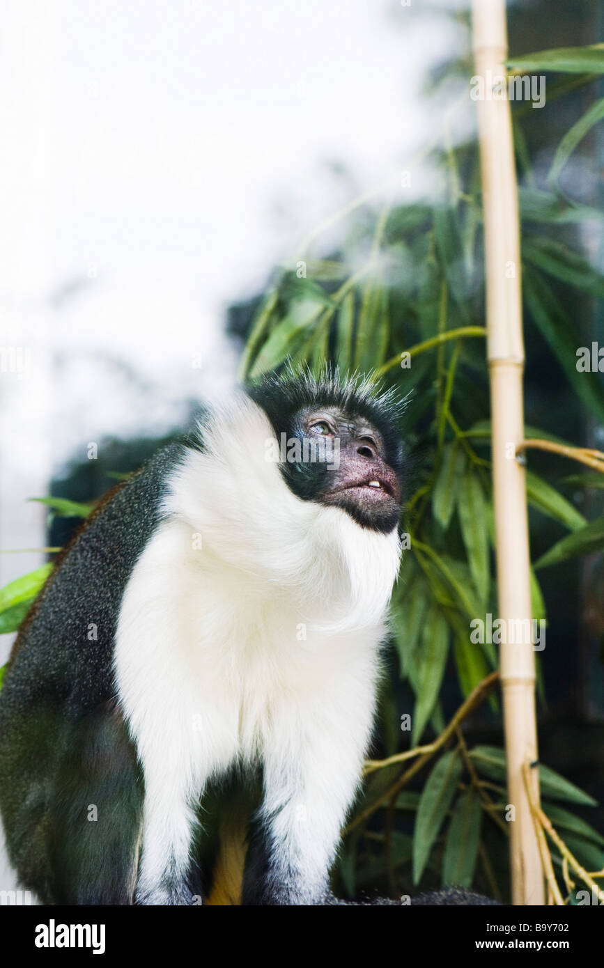 Diana Monkey (Cercopithecus diana Stock Photo - Alamy