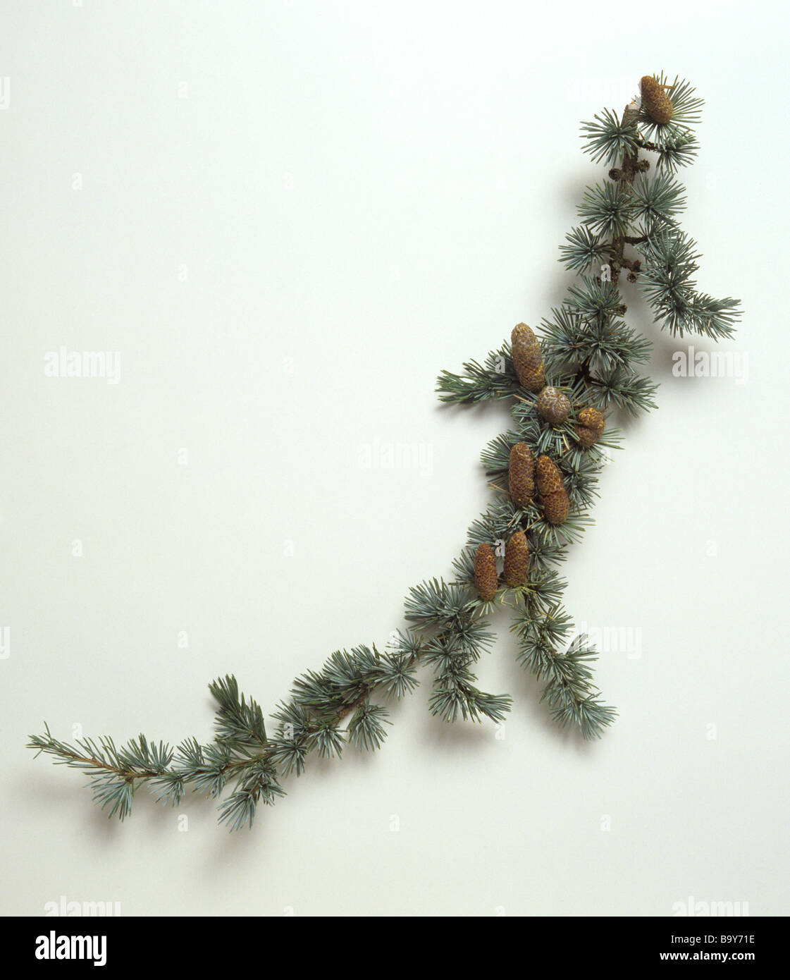 Cedrus atlantica Glauca - the blue Atlas cedar Stock Photo - Alamy