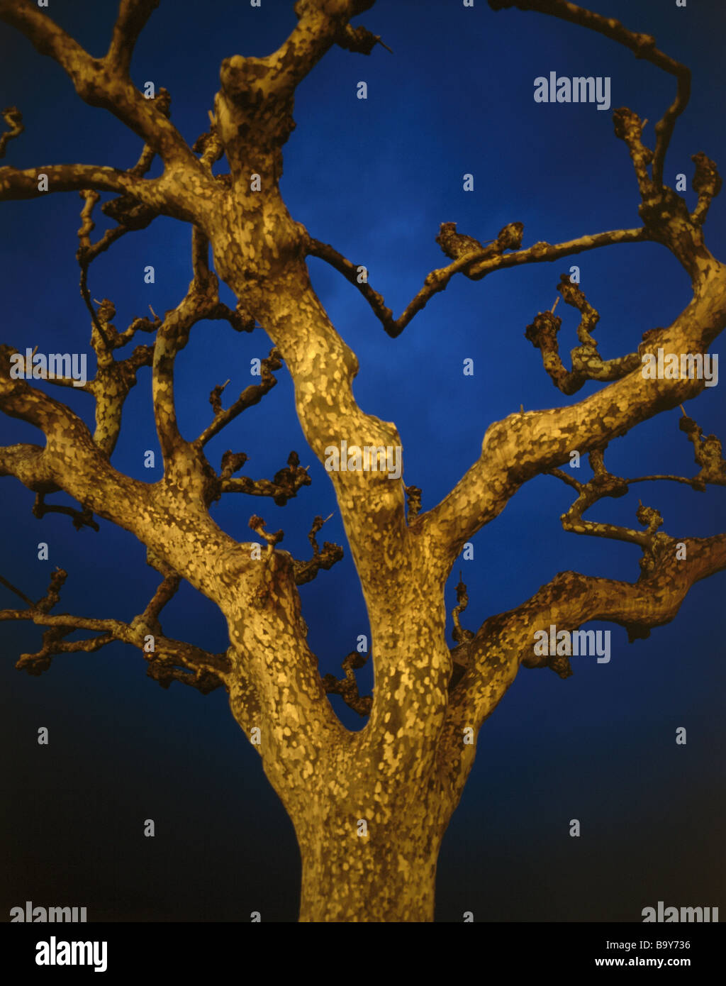 Leafless plane tree hi-res stock photography and images - Alamy
