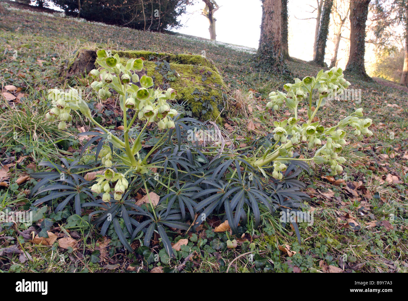 Stinking hellebore uk hi-res stock photography and images - Alamy