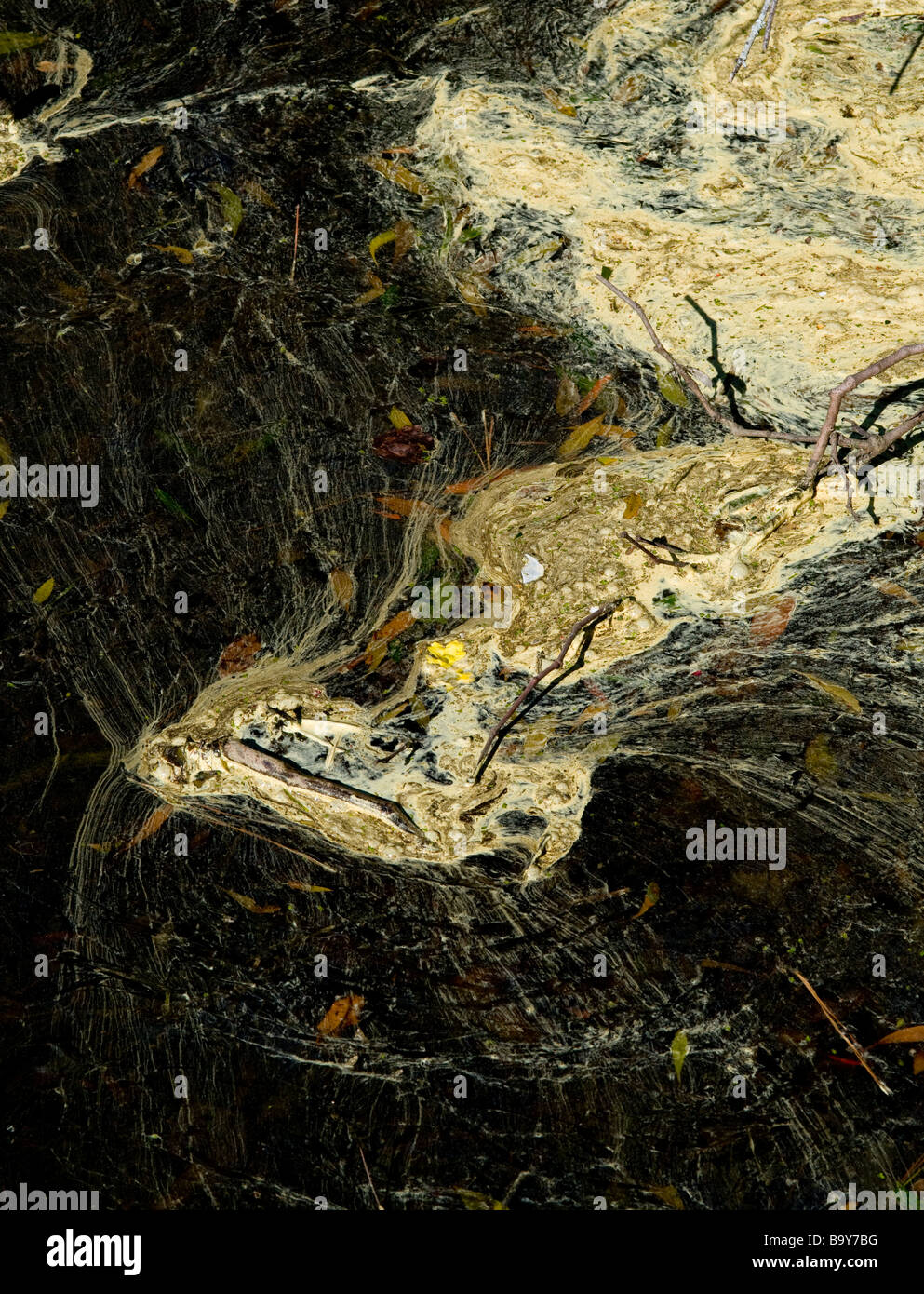 Pollen floating on water Stock Photo - Alamy