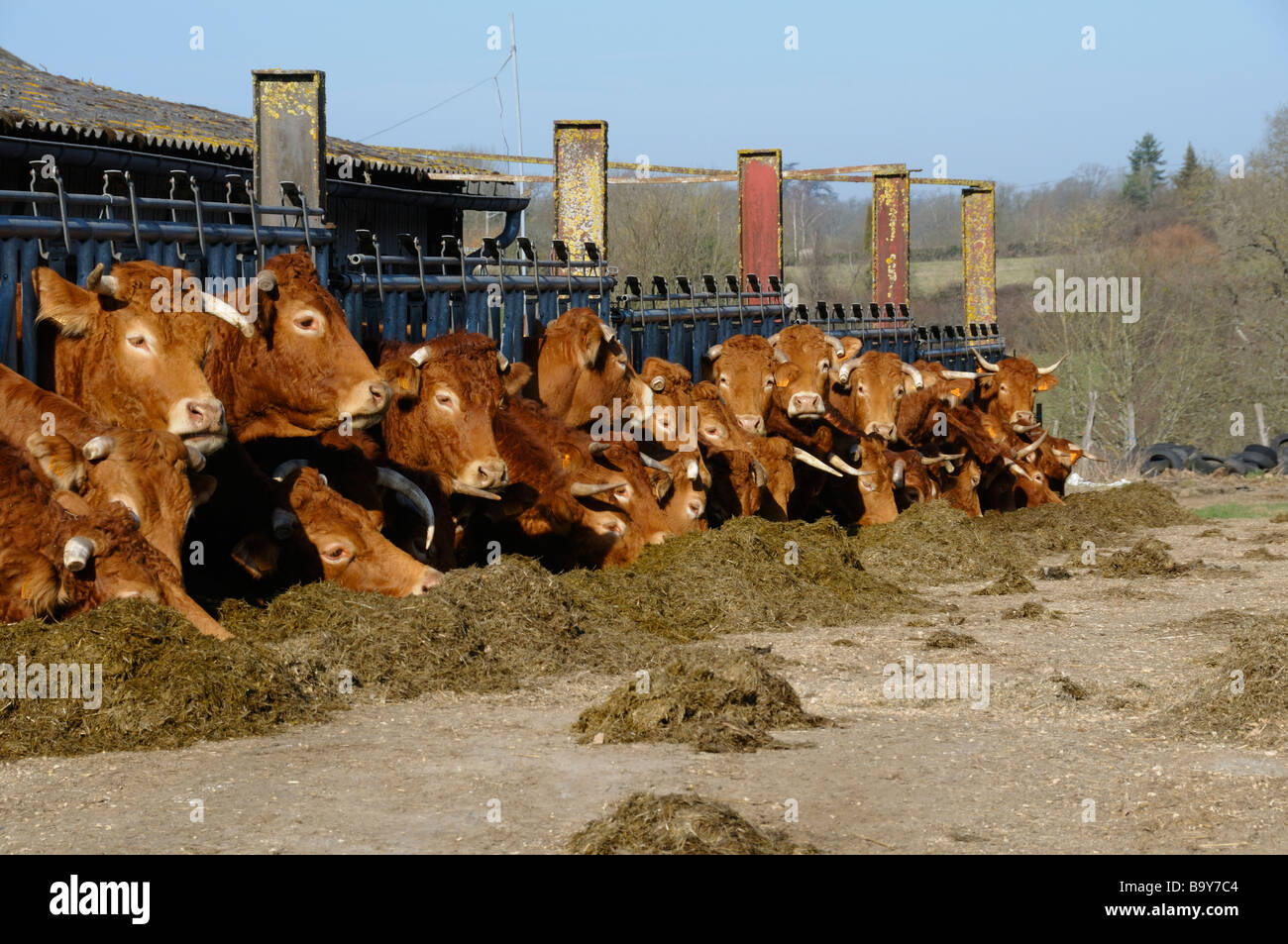 Stock photo of Limousin cows feeding on the Farm The photo was taken in ...