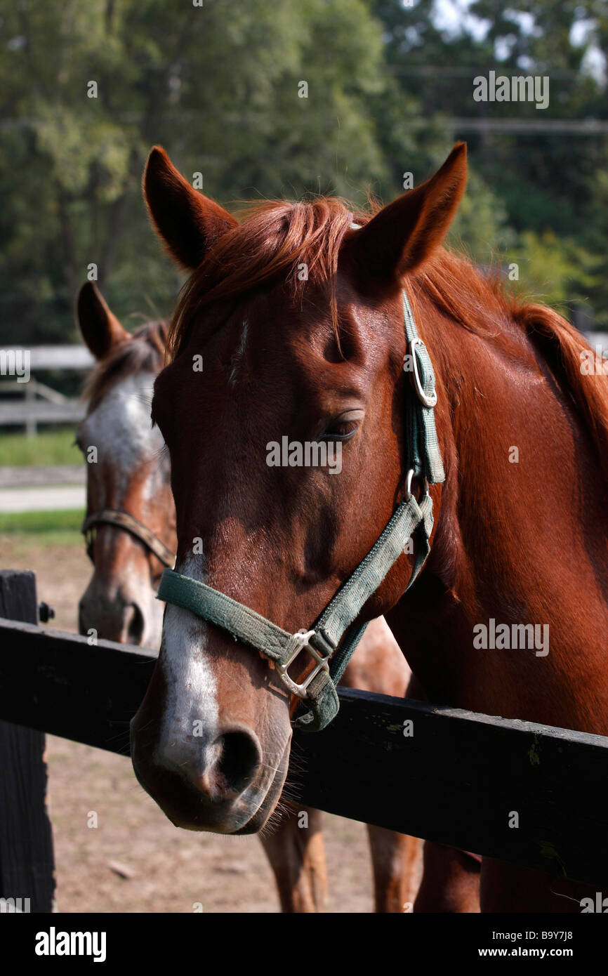 On the American farm portrait of a horse's head farming in Michigan MI ...