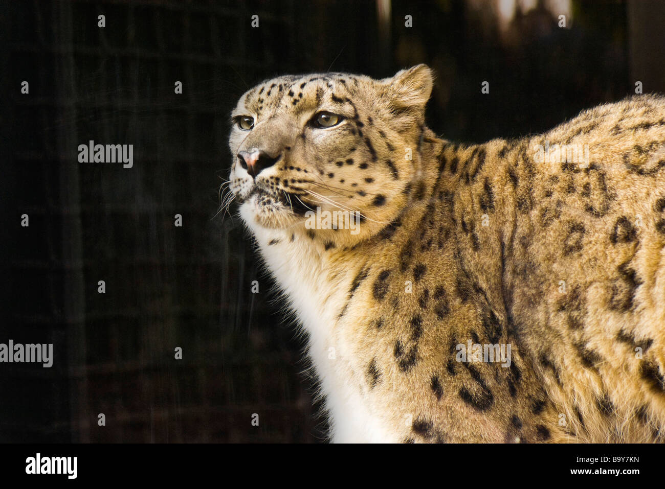 Leopard (Panthera pardus Stock Photo - Alamy