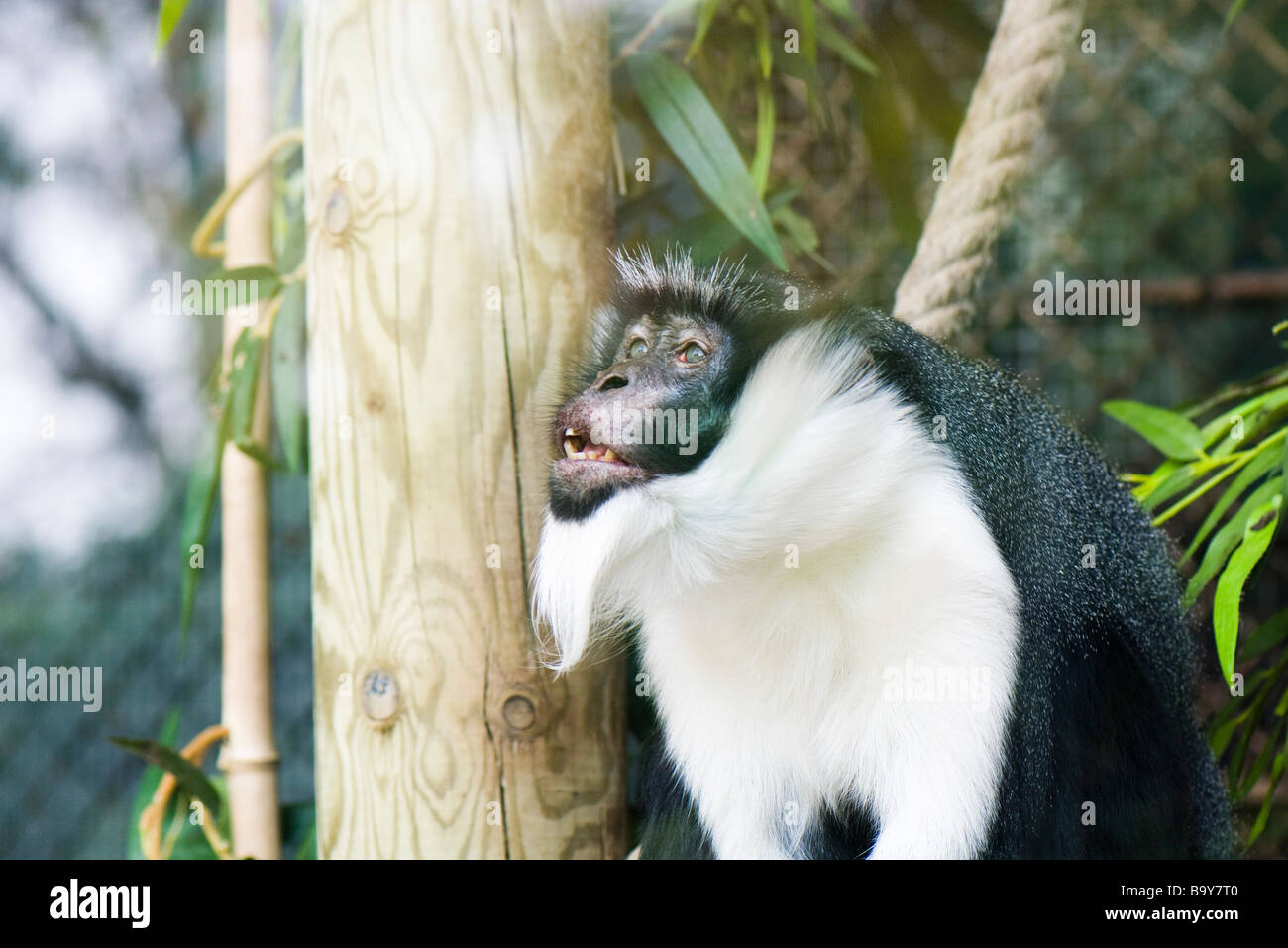 Diana Monkey (Cercopithecus diana Stock Photo - Alamy
