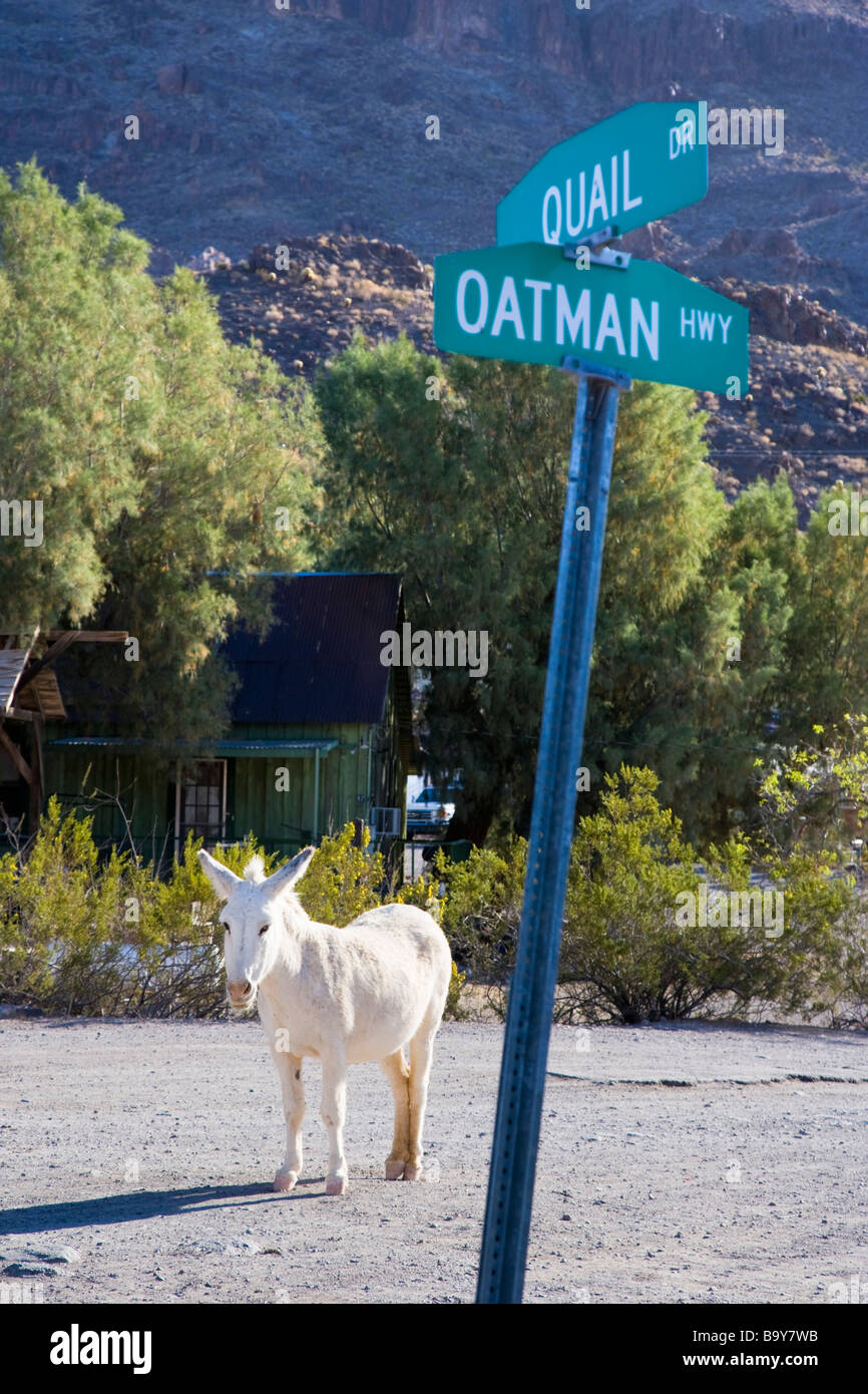 Oatman signpost and wild burro donkey Oatman Arizona USA Stock Photo ...