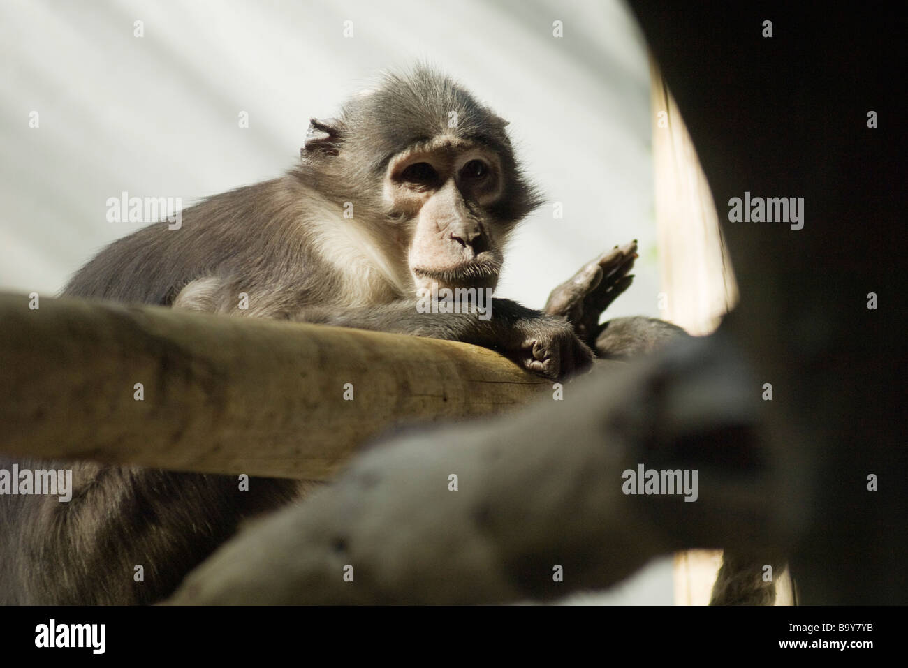 Monkey crouching on branch Stock Photo - Alamy