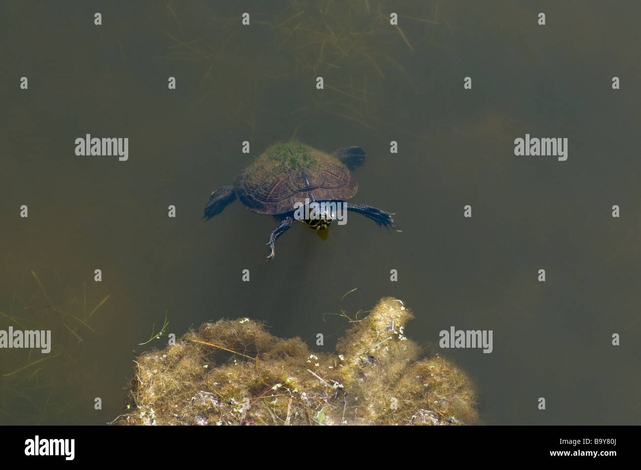 North carolina turtle hi-res stock photography and images - Alamy