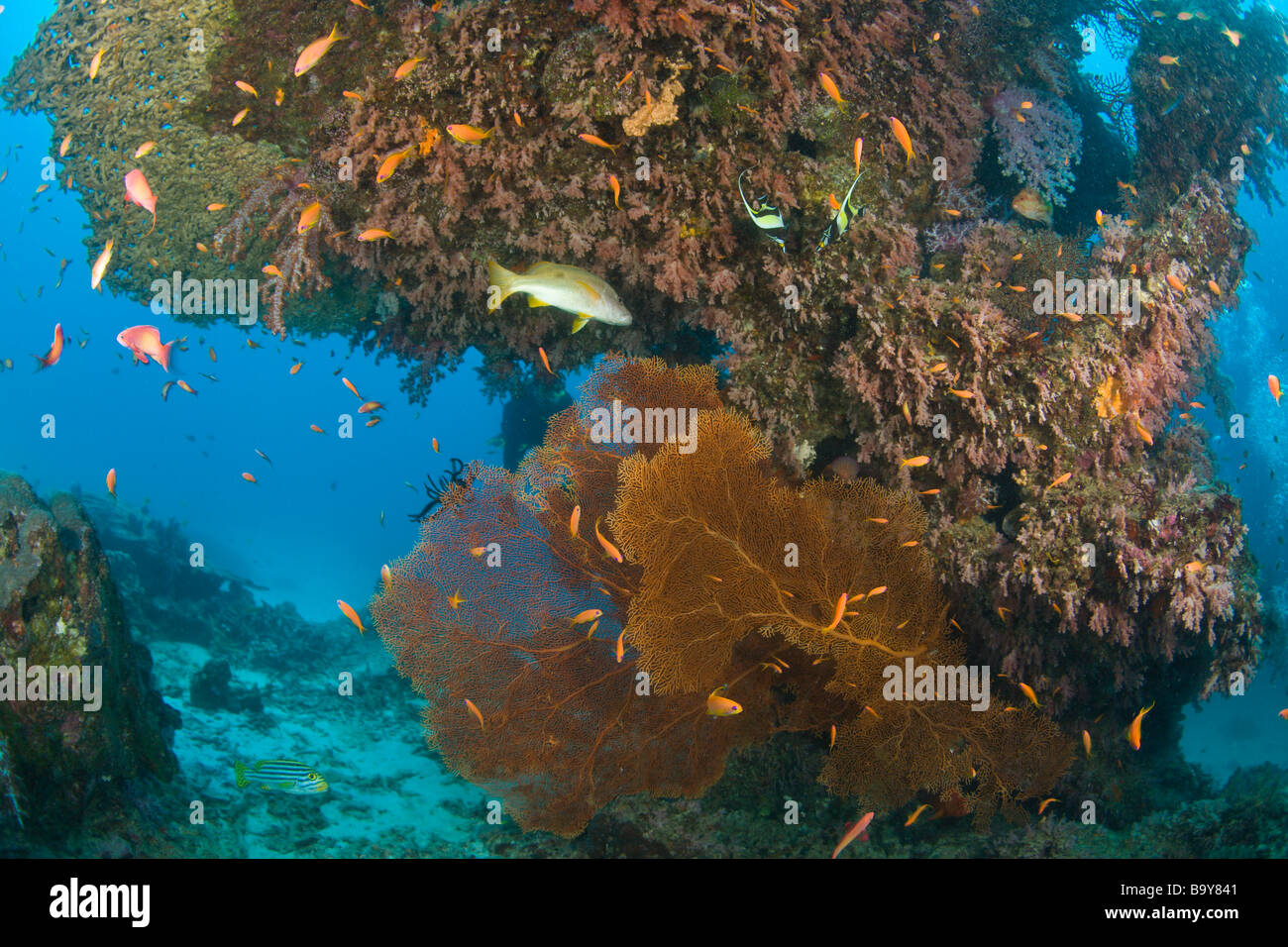 Tropical fish and large sea fans Stock Photo - Alamy