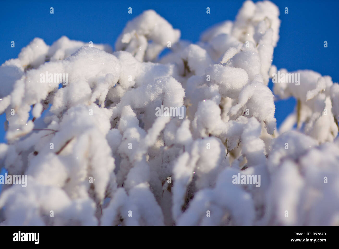 Trees covered with snow Stock Photo - Alamy
