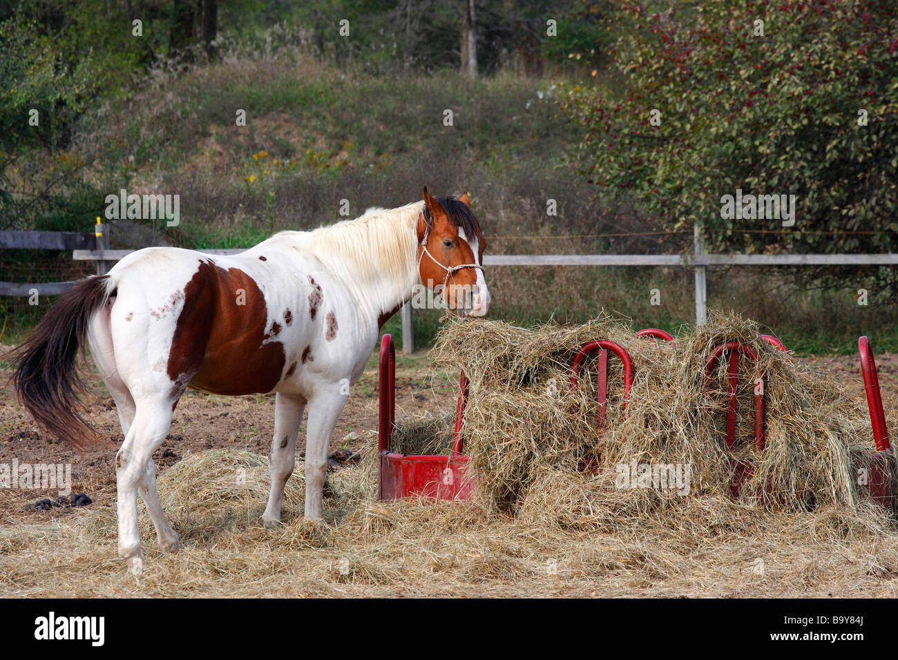 On the American farm the one horse is feeding of dry hay nobody farming ...
