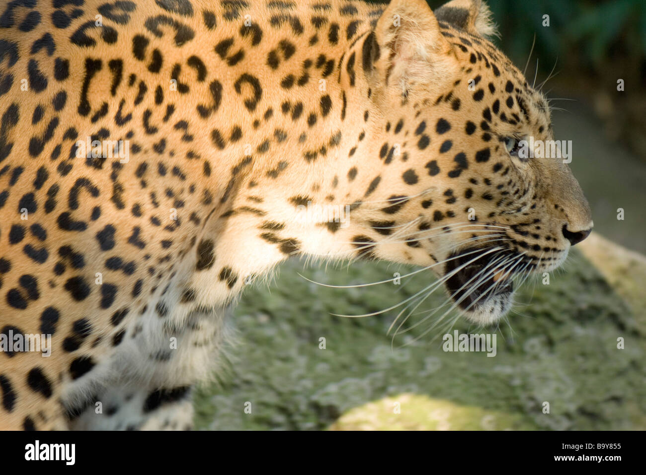 Leopard (Panthera pardus Stock Photo - Alamy