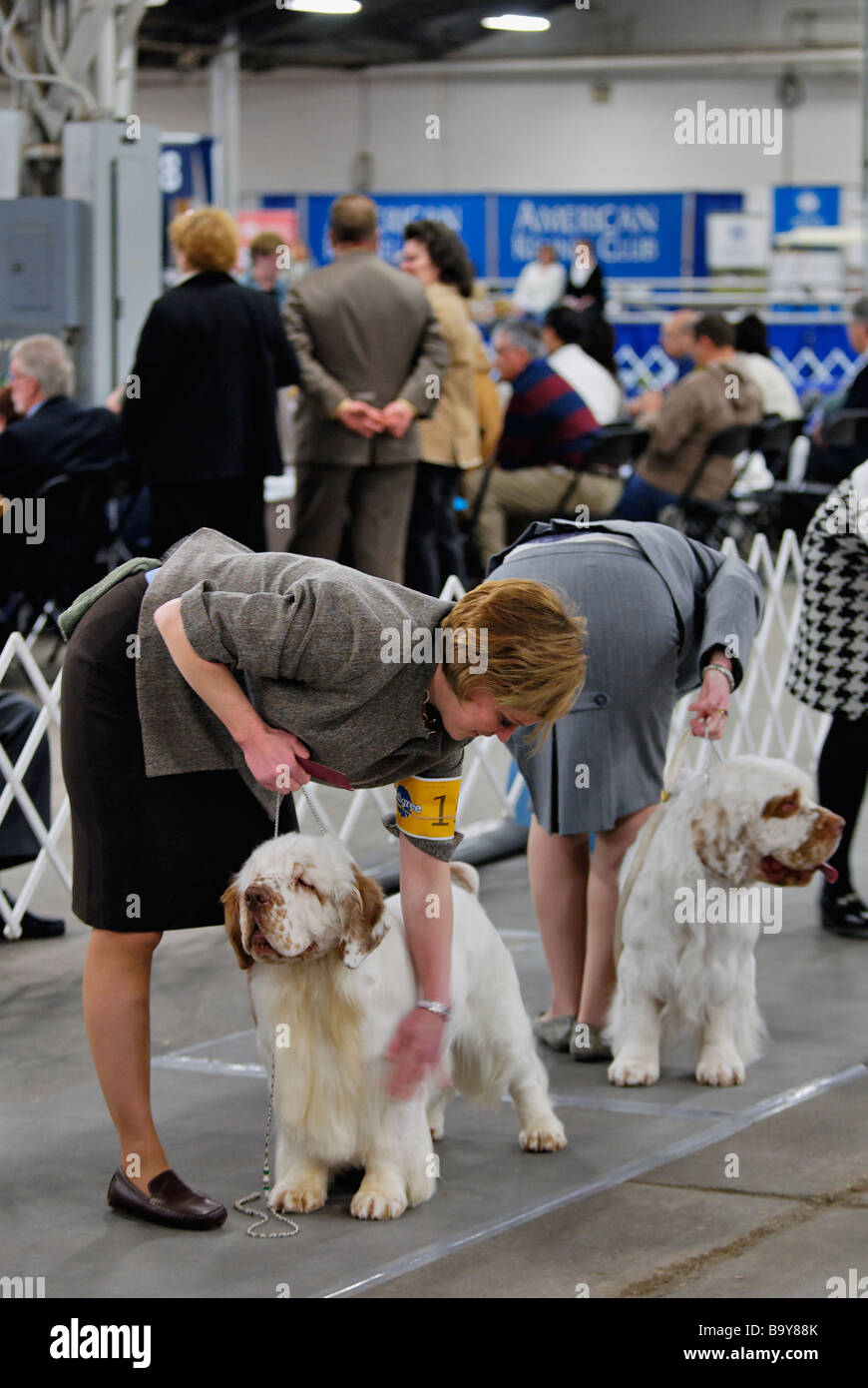 Clumber Spaniels being Shown in the Show Ring at the Louisville Dog ...