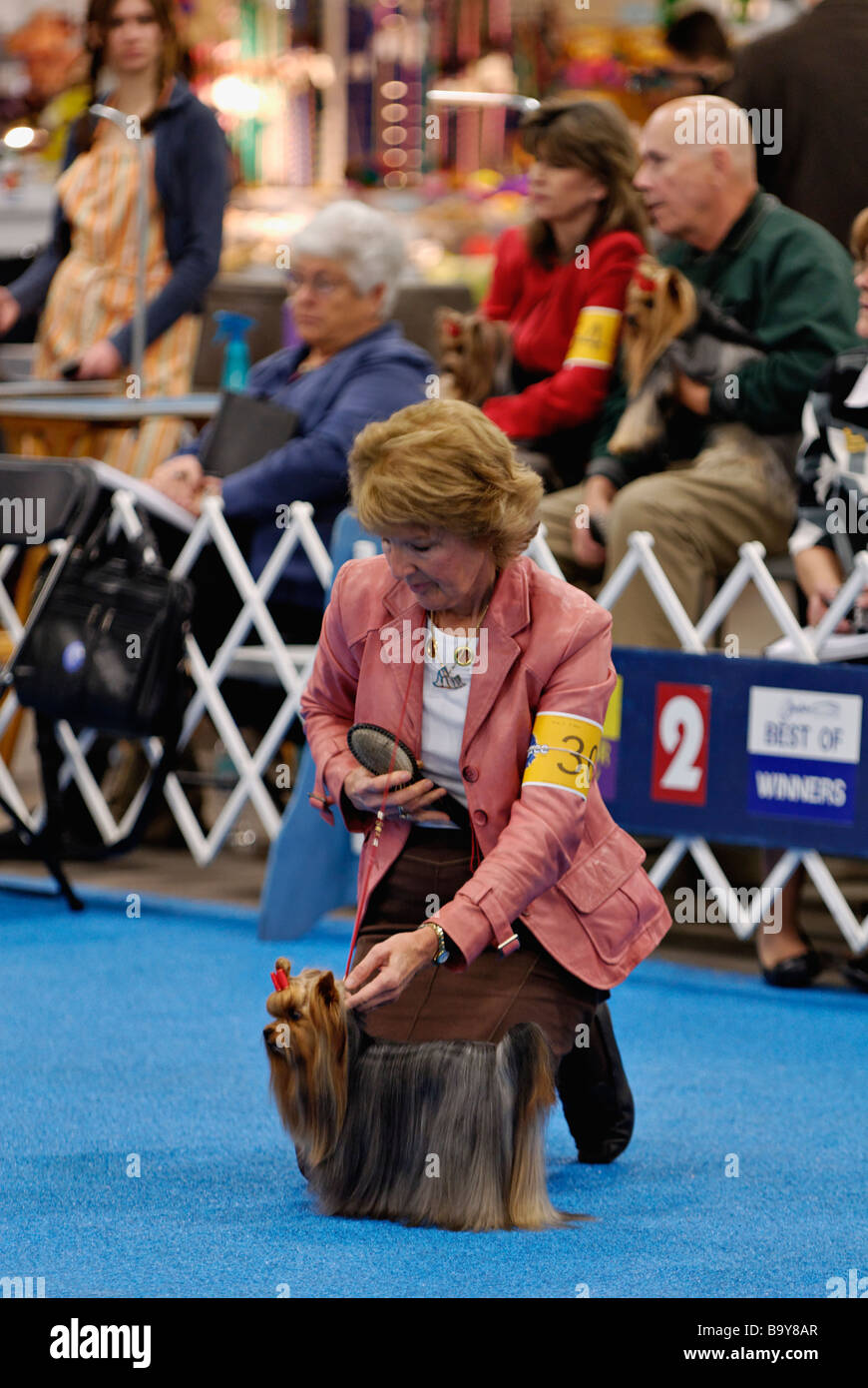 Yorkshire Terrier being Shown in the Show Ring at the Louisville Dog ...