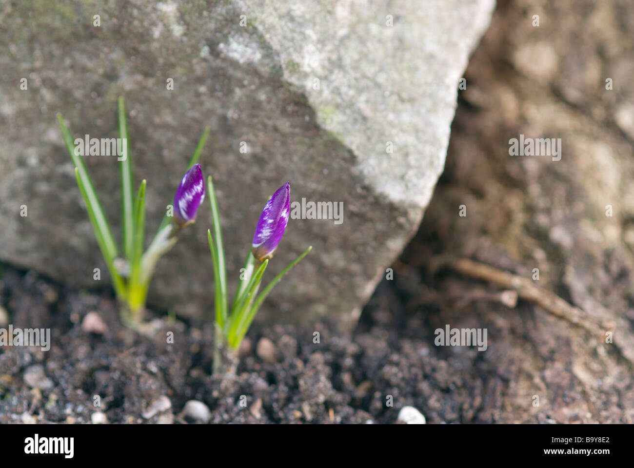 Imperatis crocus de jager hi-res stock photography and images - Alamy