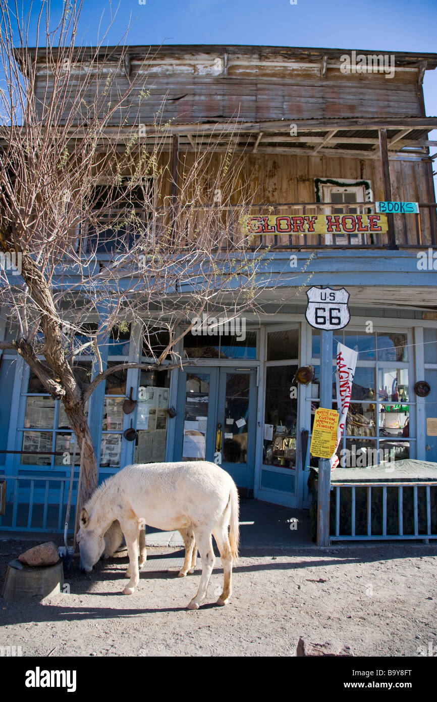 Oatman Donkeys High Resolution Stock Photography and Images - Alamy