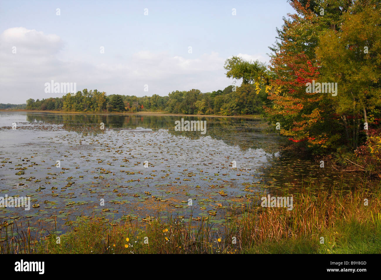 American Autumn rural landscape with pond water surface covered with ...