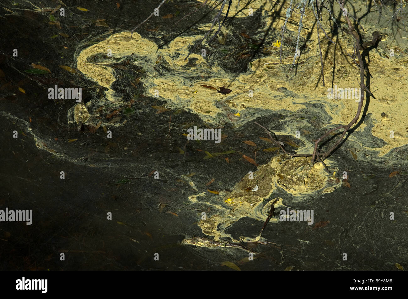 yellow pollen on moving water Stock Photo - Alamy