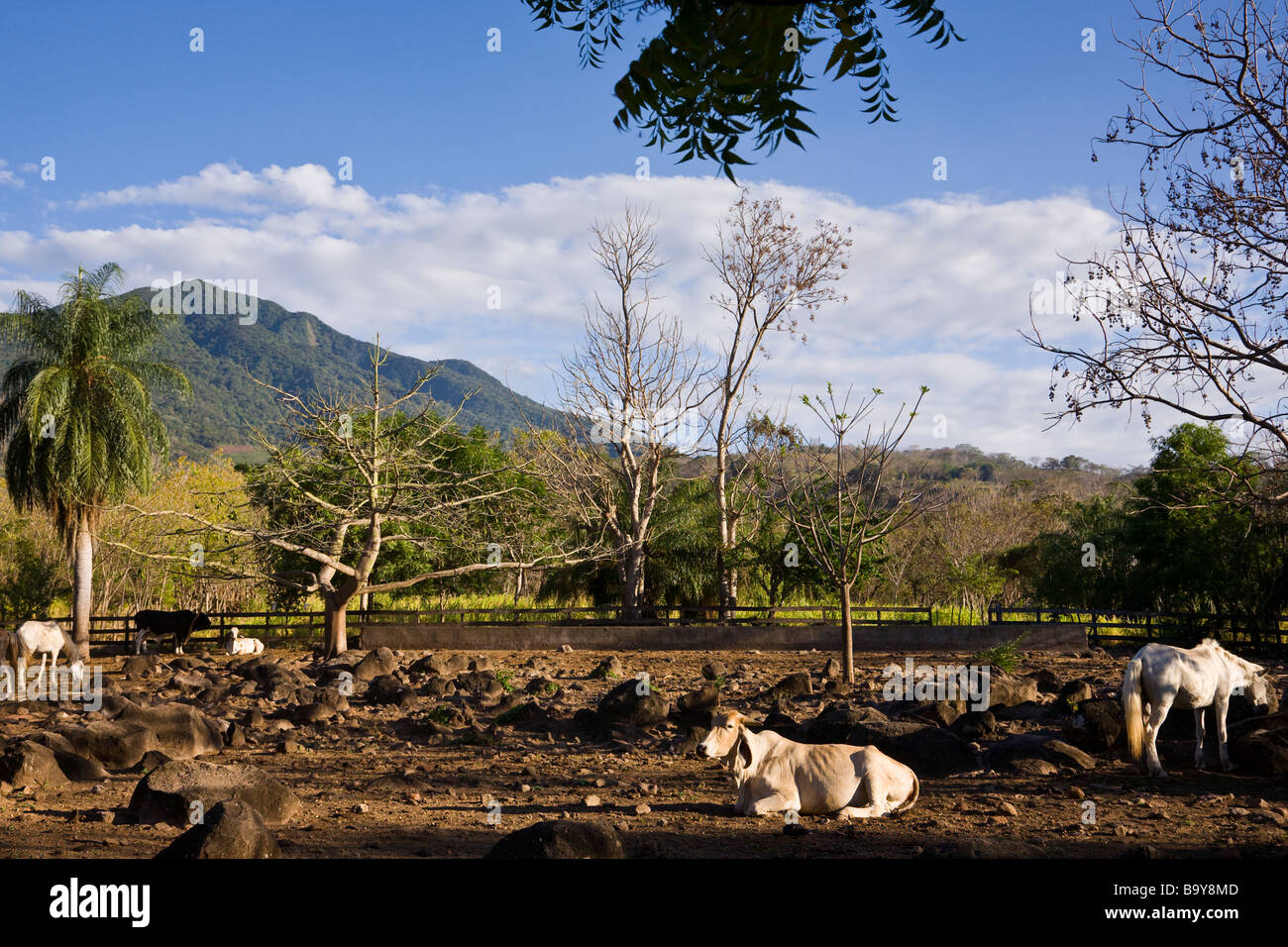 Maderas de volcan hi-res stock photography and images - Alamy
