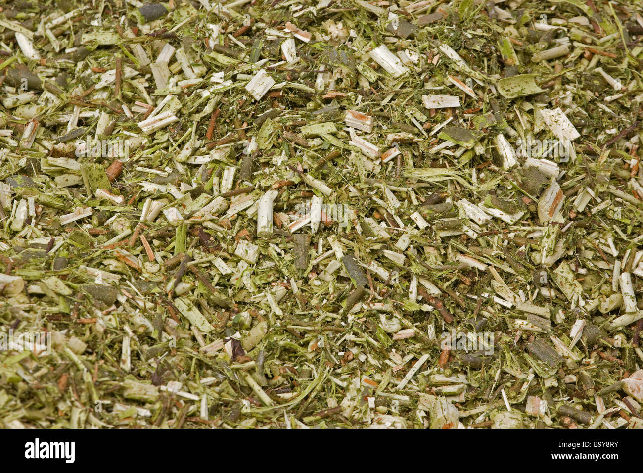 Harvested Willow For Bio Fuel Stock Photo - Alamy