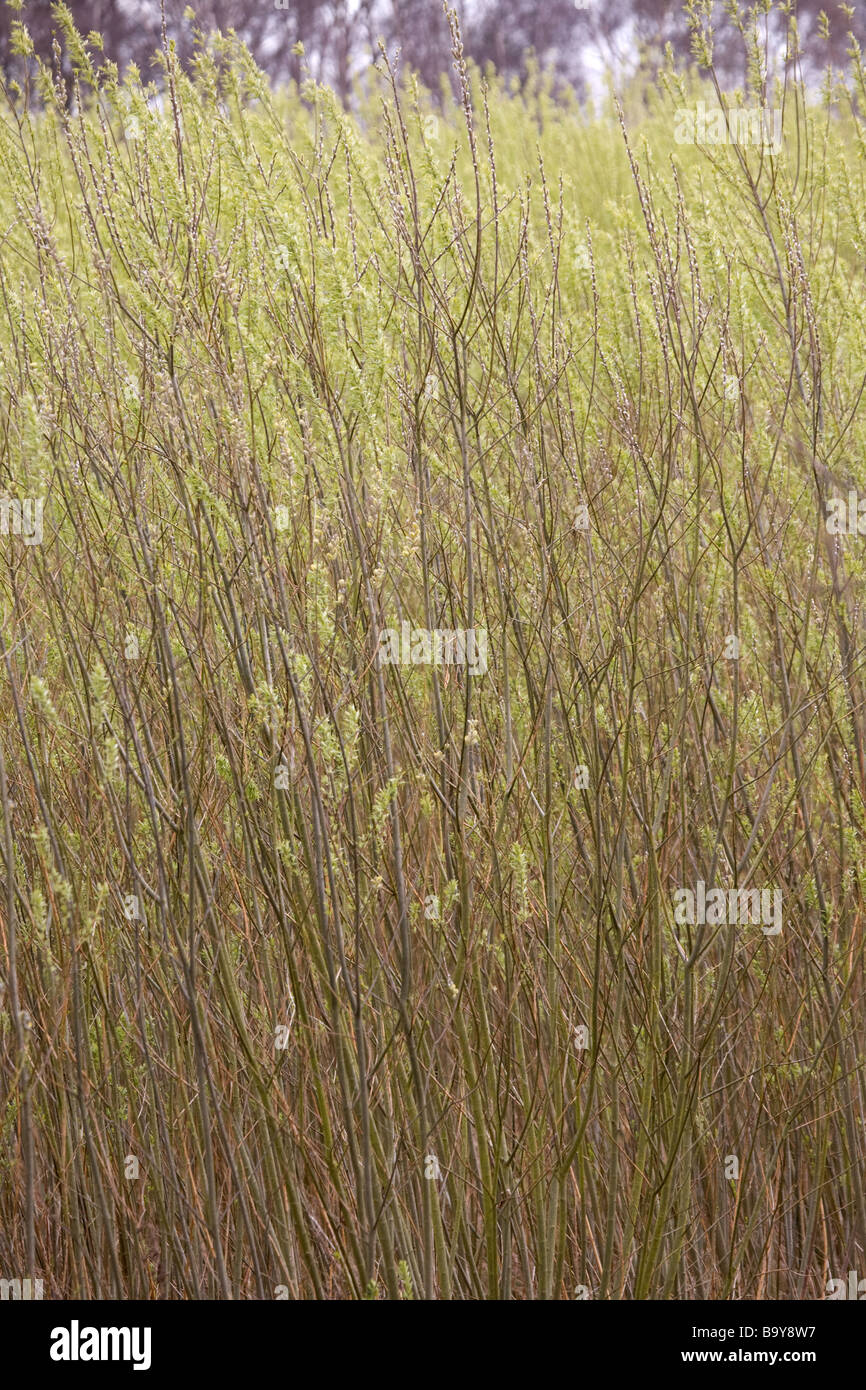 Biomass willow alternative energy willow hi-res stock photography and ...