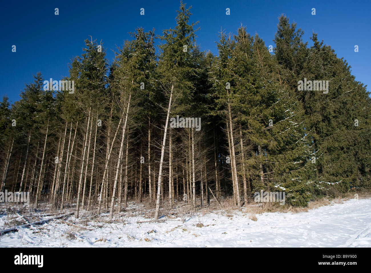 Schonung hi-res stock photography and images - Alamy