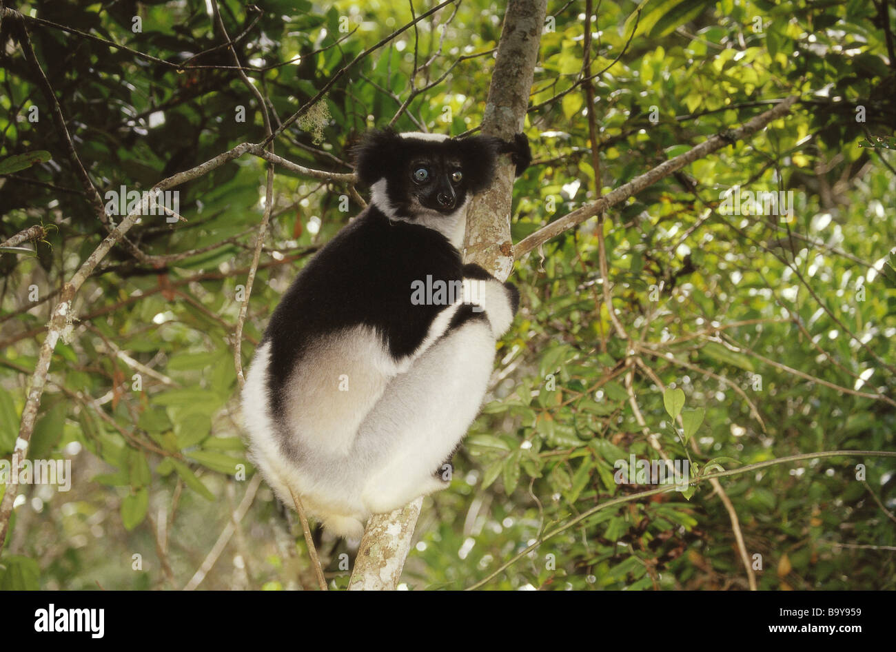 Half monkey hi-res stock photography and images - Alamy