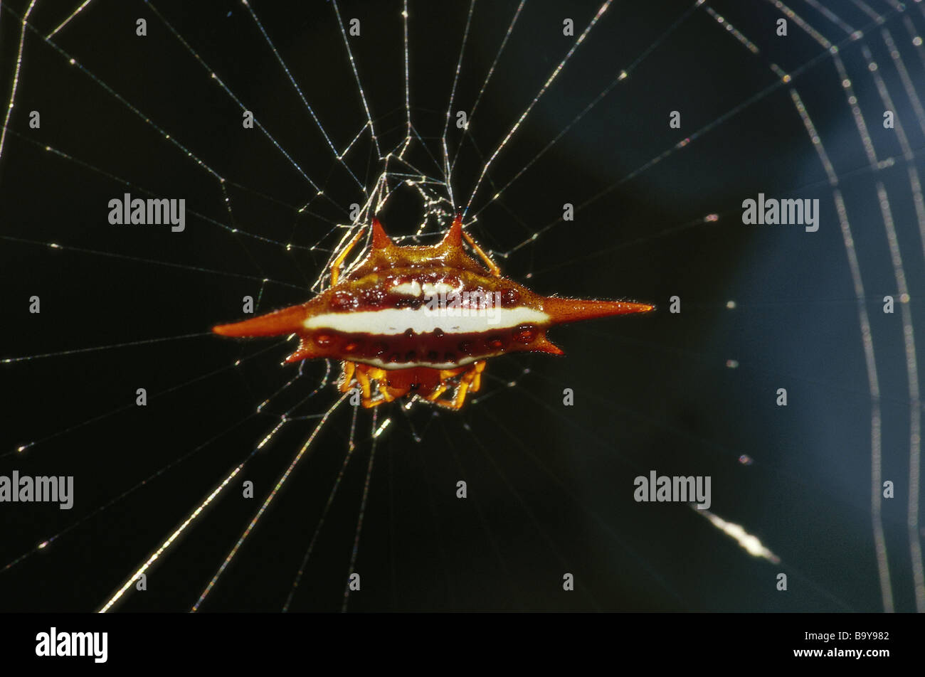 Gasteracantha species hi-res stock photography and images - Alamy