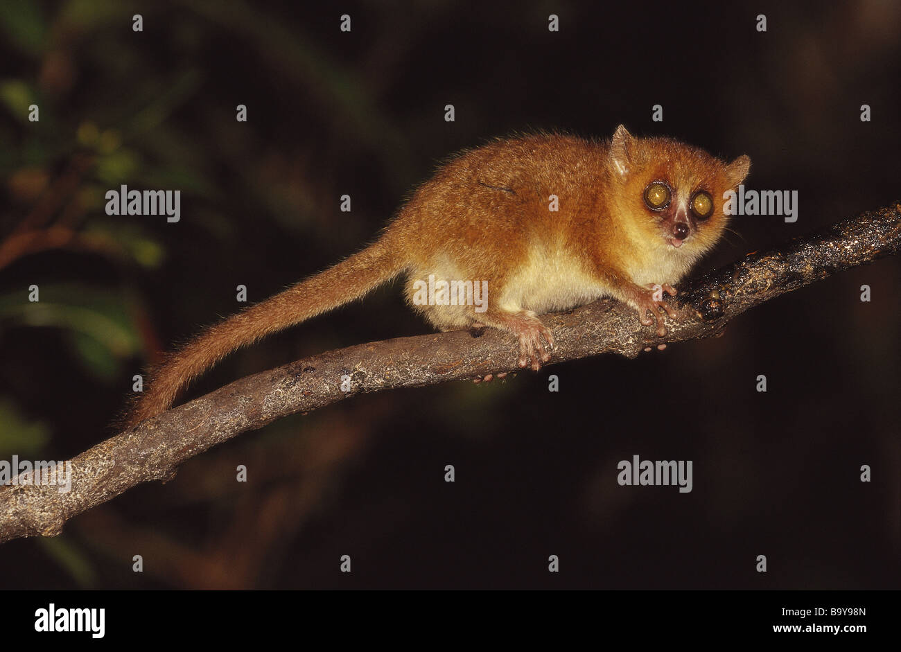 Maus maki hi-res stock photography and images - Alamy