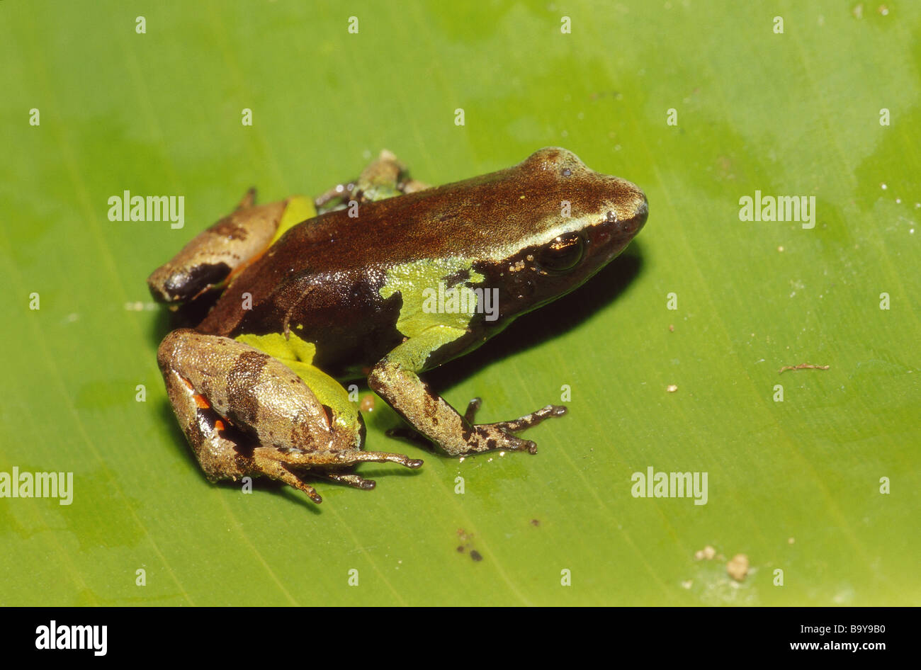 Rana madagascar hi-res stock photography and images - Alamy