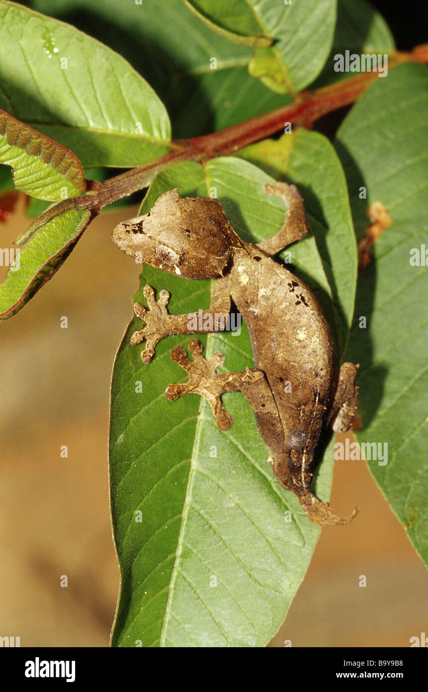 Leaf tailed gecko branch hi-res stock photography and images - Alamy