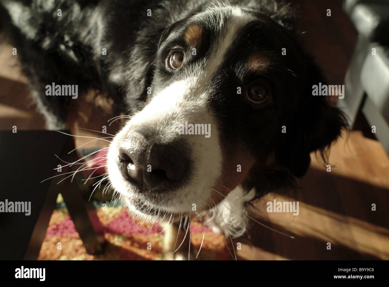 Berner senn dog hi-res stock photography and images - Alamy