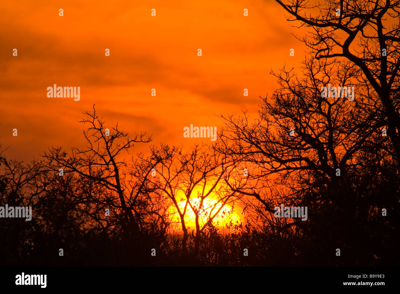 Sunrise, Sabi Sand Reserve, Mpumalanga, South Africa, Africa Stock ...