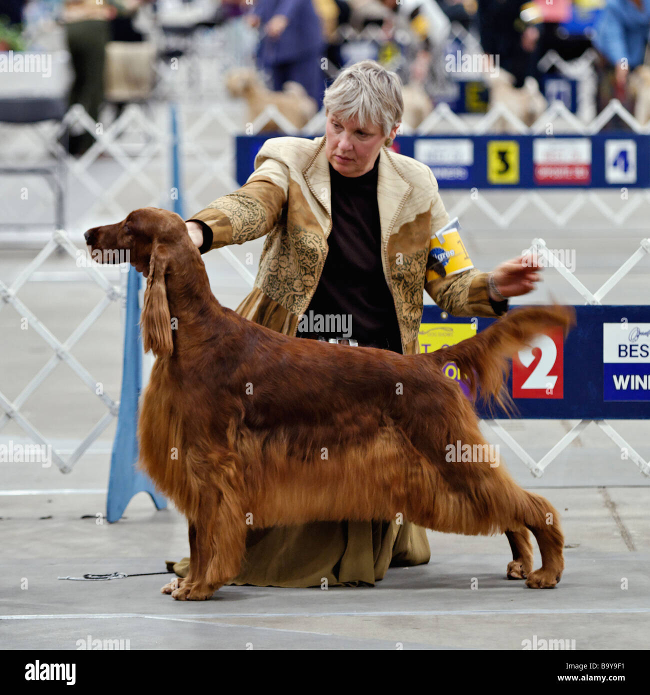 Irish Setter being Shown in the Show Ring at the Louisville Dog Show in ...
