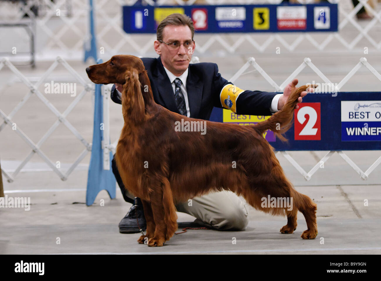 Irish Setter being Shown in the Show Ring at the Louisville Dog Show in ...