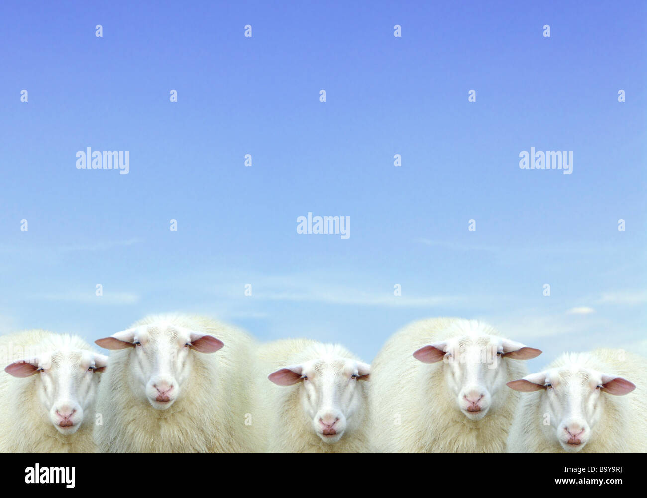 Cloning farm animals hi-res stock photography and images - Alamy