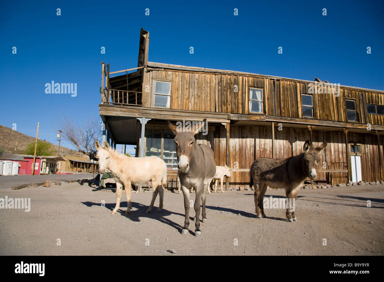 Wild burro donkeys and buildings and Oatman Arizona USA Stock Photo - Alamy